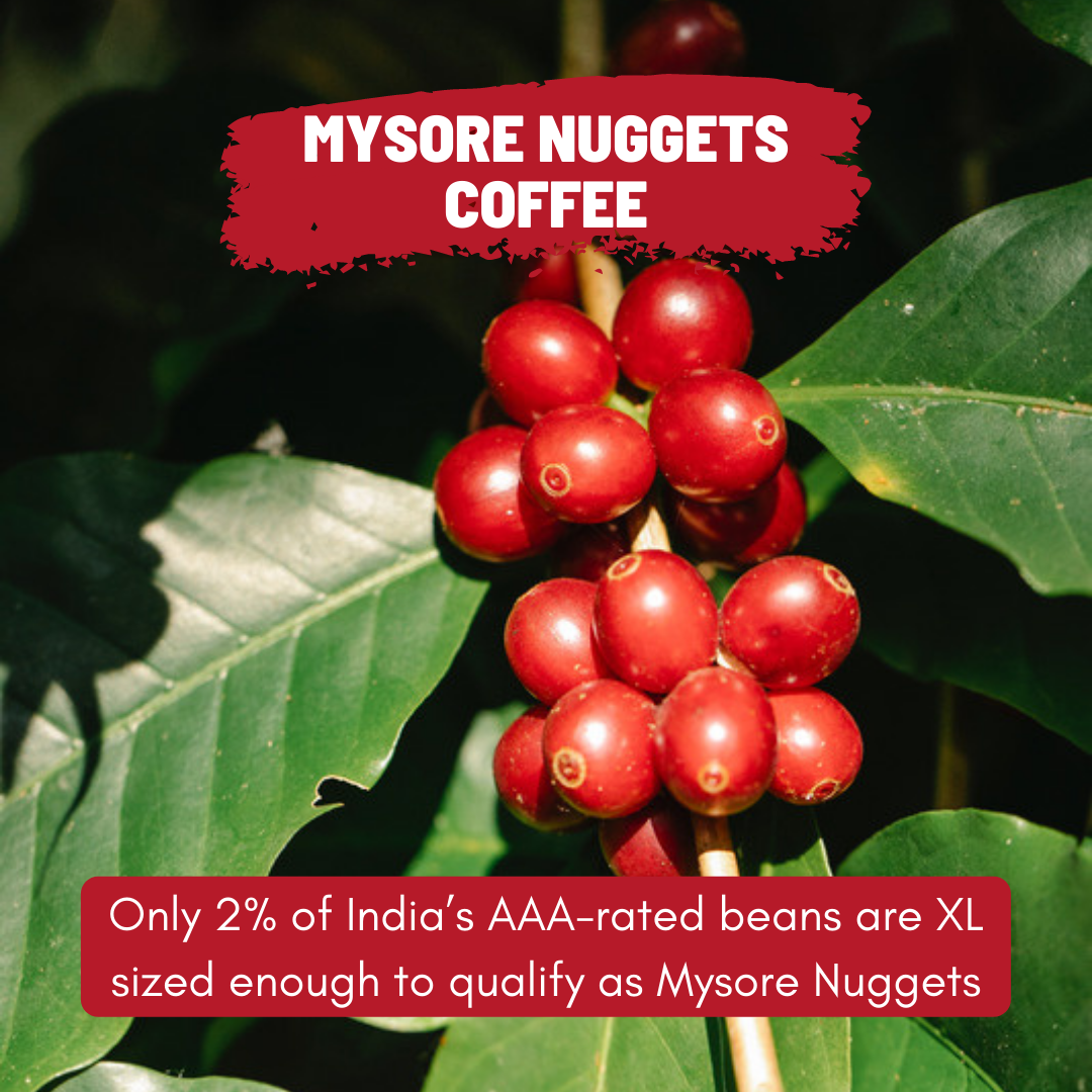 Mysore Nuggets: Speciality Blend - Toffee Coffee Roasters